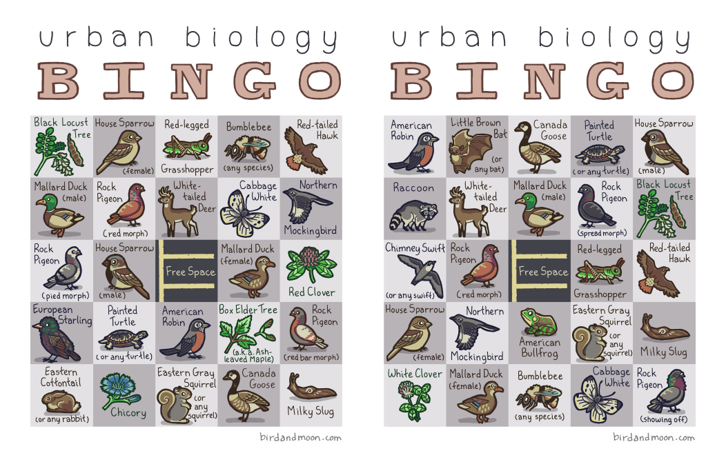 Urban Biology Bingo — Rosemary Mosco
