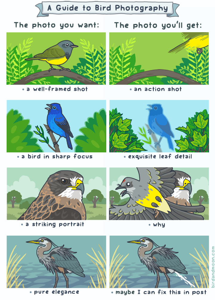 A Guide to Bird Photography — Rosemary Mosco