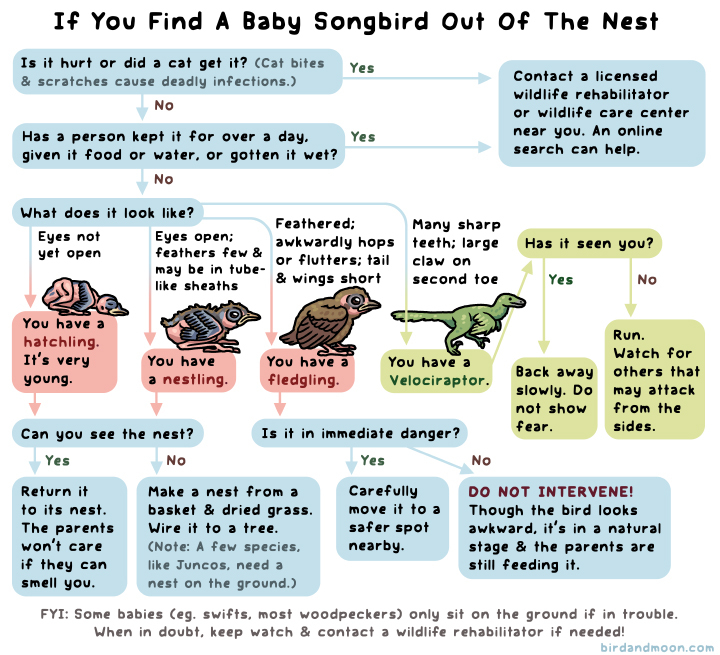 Found A Baby Songbird Updated Chart — Rosemary Mosco