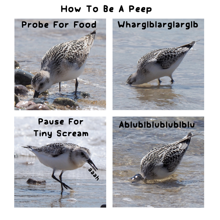 How To Be A Peep — Rosemary Mosco