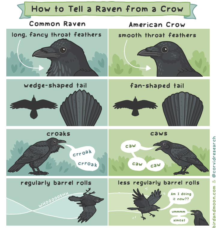 Raven vs Crow — Rosemary Mosco