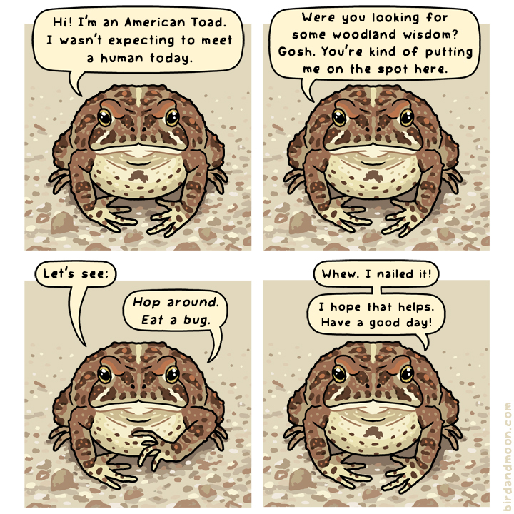 Toad — Rosemary Mosco